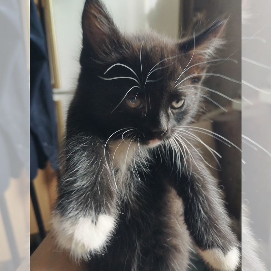 Котёнок в добрые руки