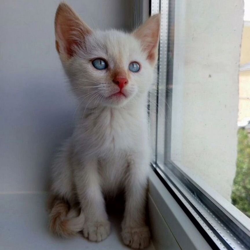Белый котёнок с голубыми глазами