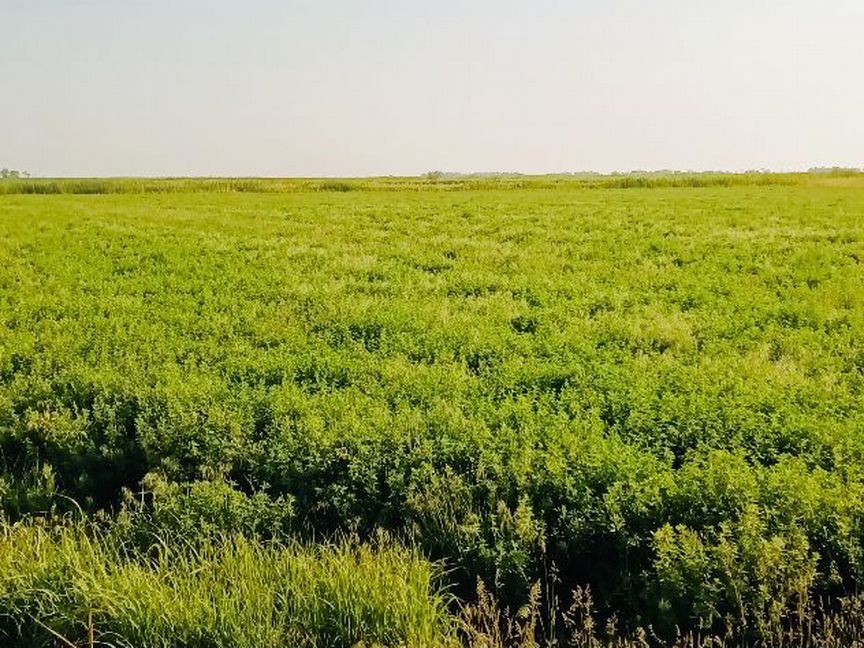 Сено люцерны в тюках