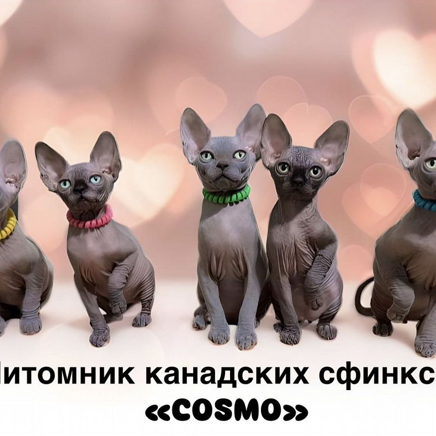 Котята канадского сфинкса