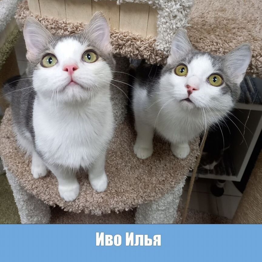 Взрослый кот в добрые руки