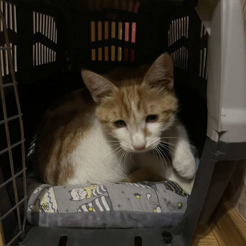 Котенок бесплатно