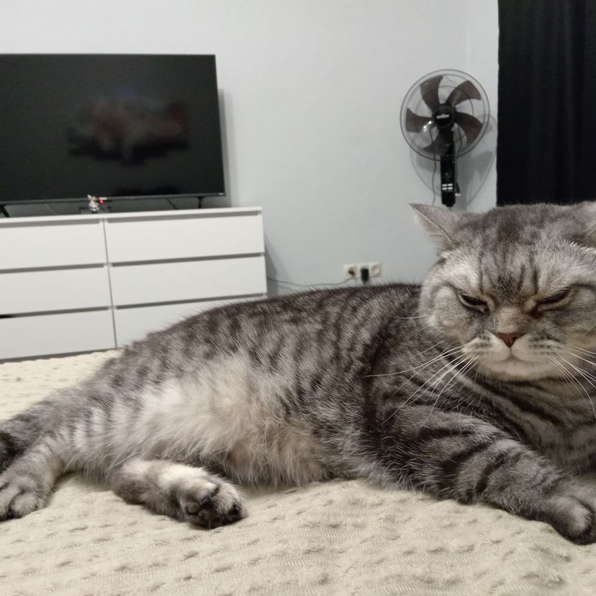 В связи с переездом отдам британца с паспортом