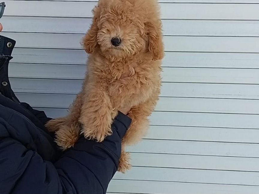 Карликовый пуделёк