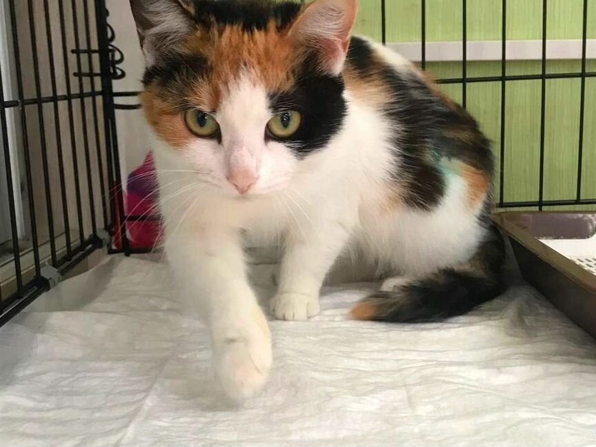 Юки в добрые руки