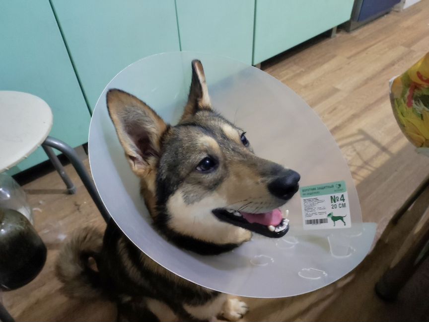 Очень добрый некрупный щенок