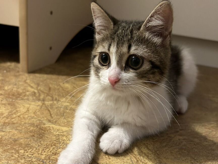 Кошка