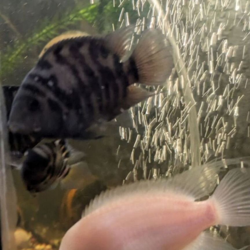 Отдам бесплатно