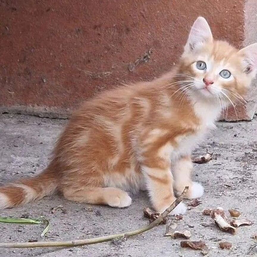 Котята