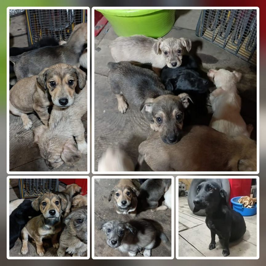 Отдам в добрые руки