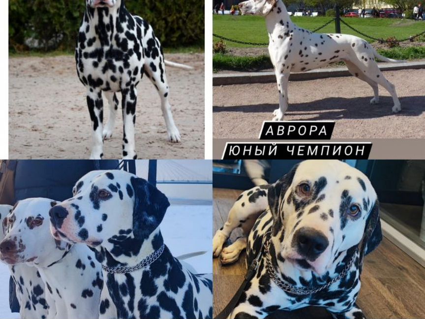 Щенки далматина