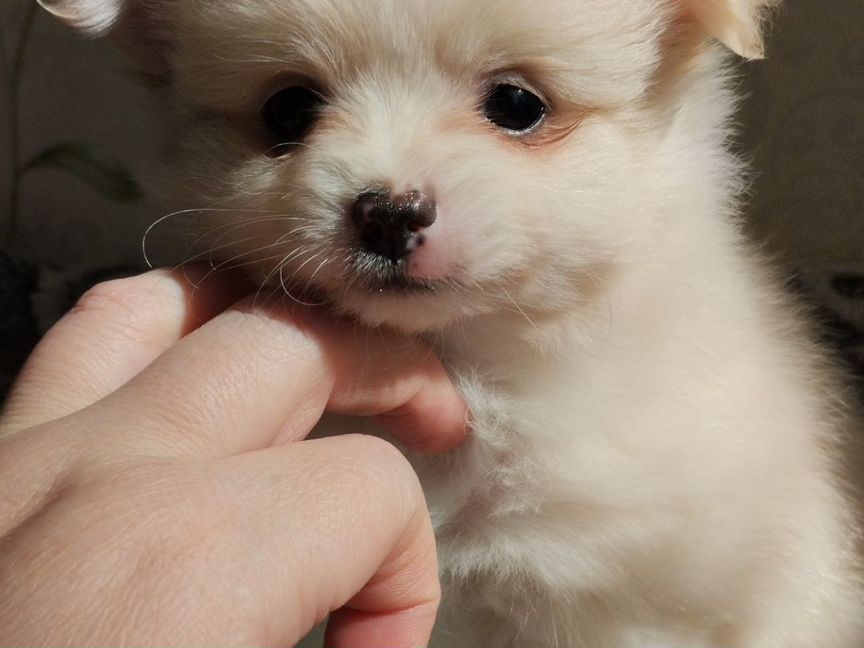 Малышарики