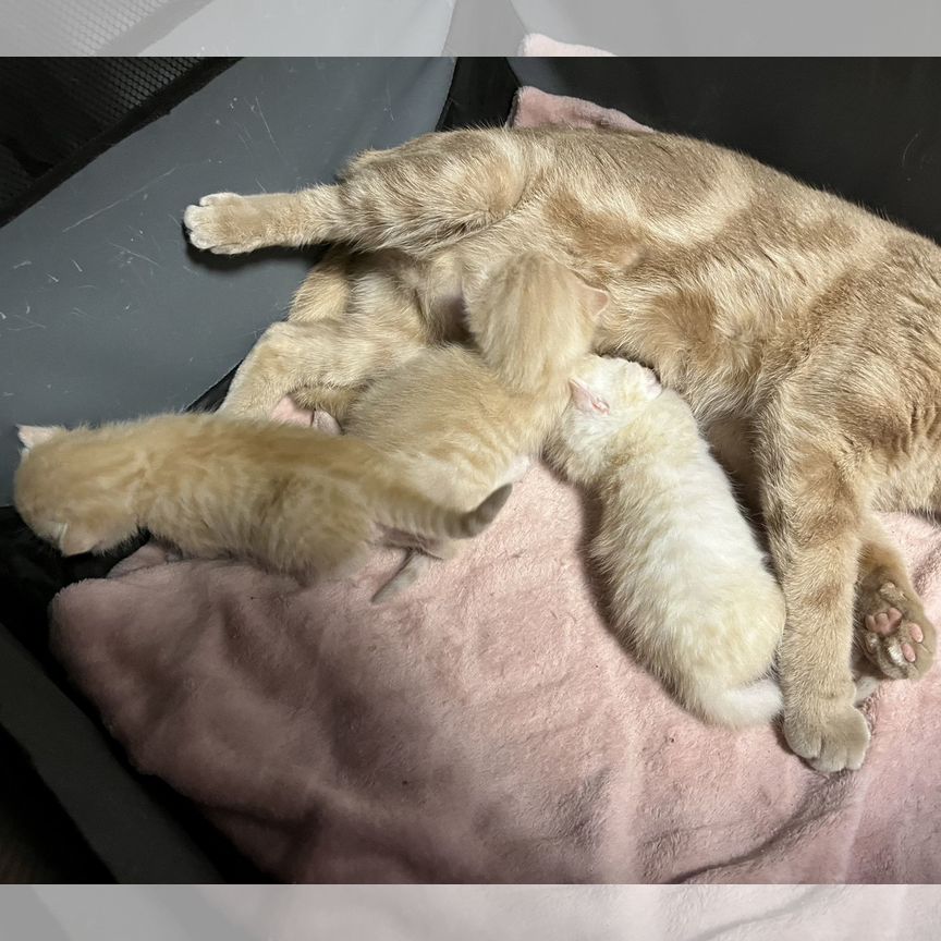 Шотландский вислоухий короткошёрстный котёнок