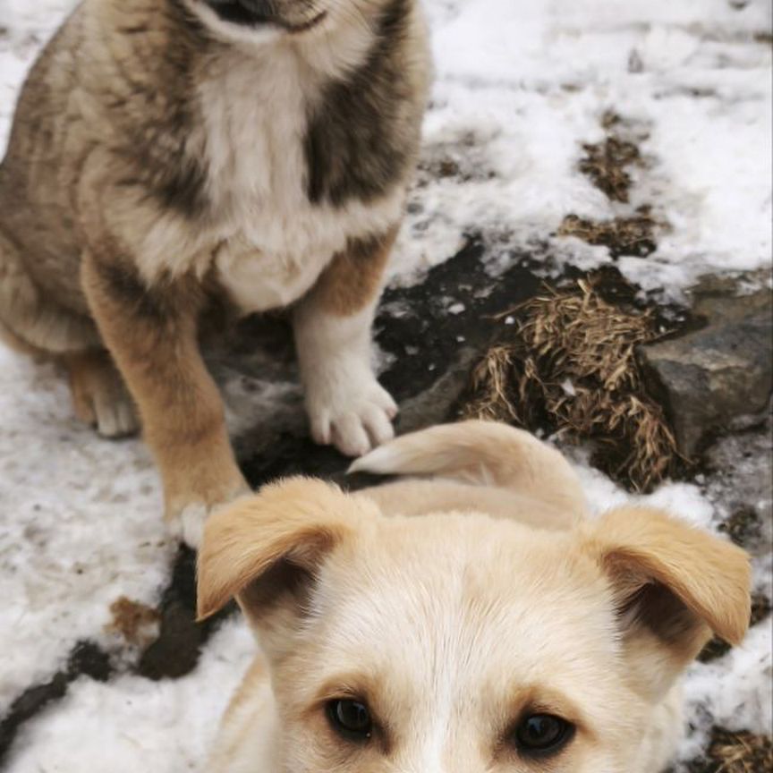 Собака в добрые руки отдам бесплатно
