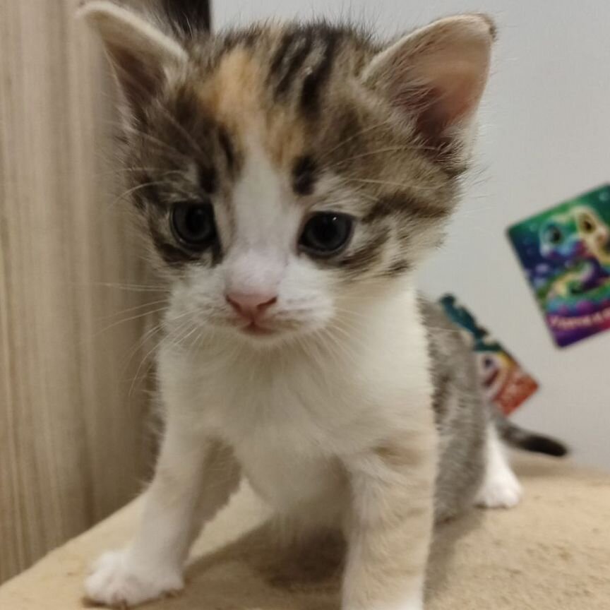 Котята