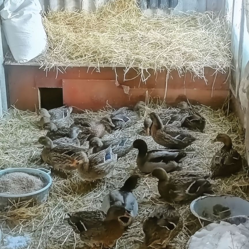 Подсадные утки для охоты