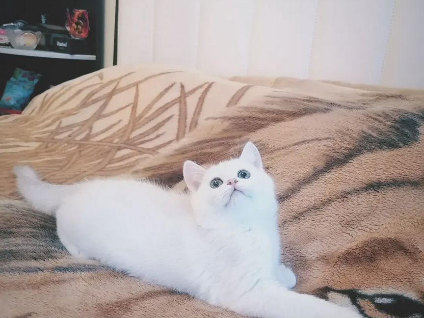Плюшевый котик шиншилла