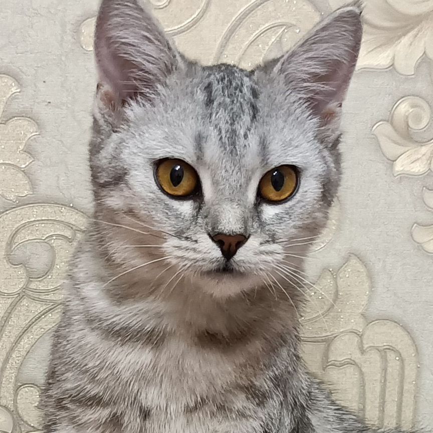 Молодая кошечка