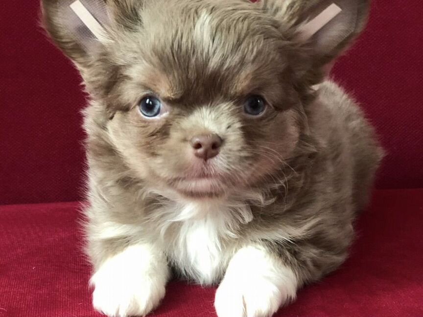 Щенки чихуахуа. РКФ