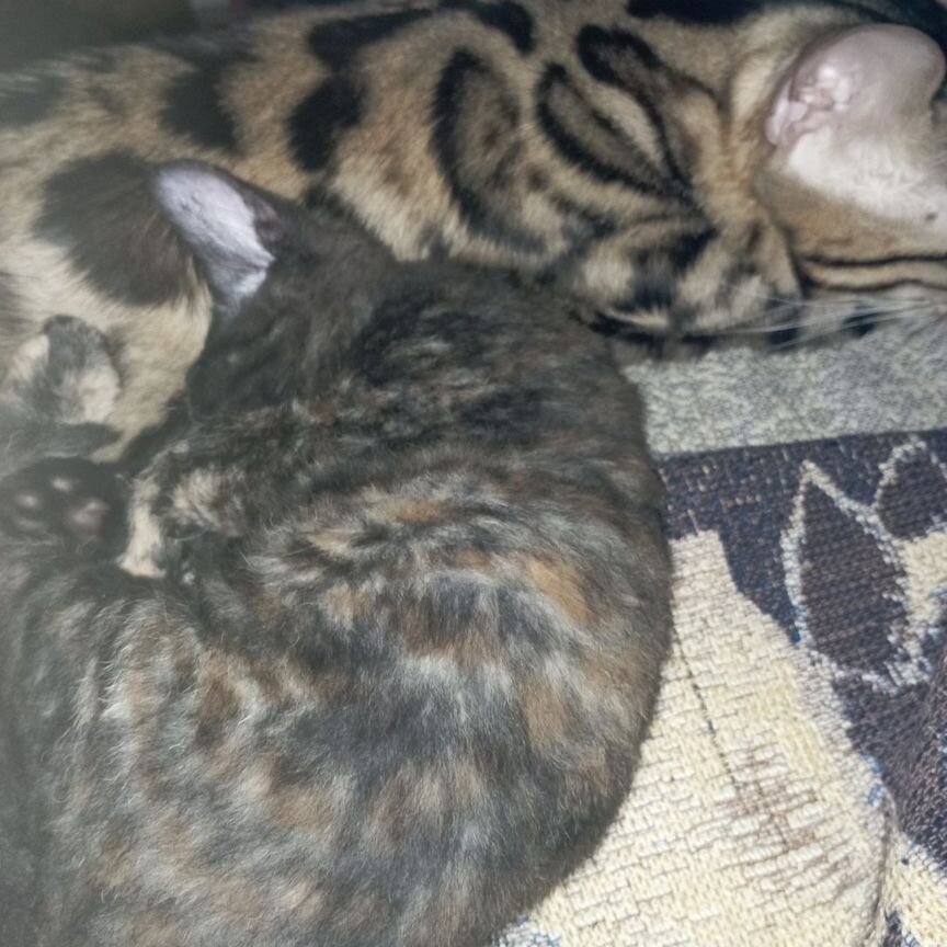 Бенгальская