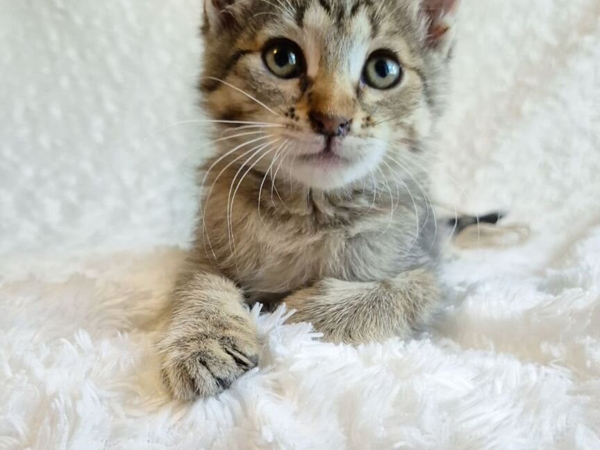 Котенок в дар бесплатно