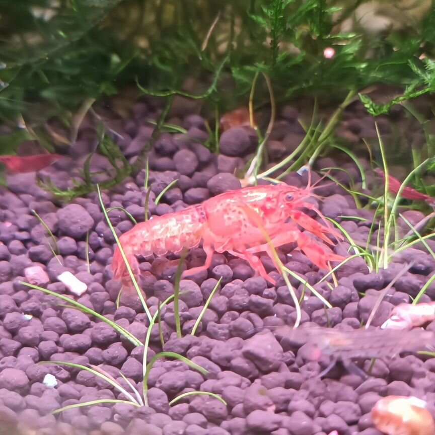 Аквариумные раки