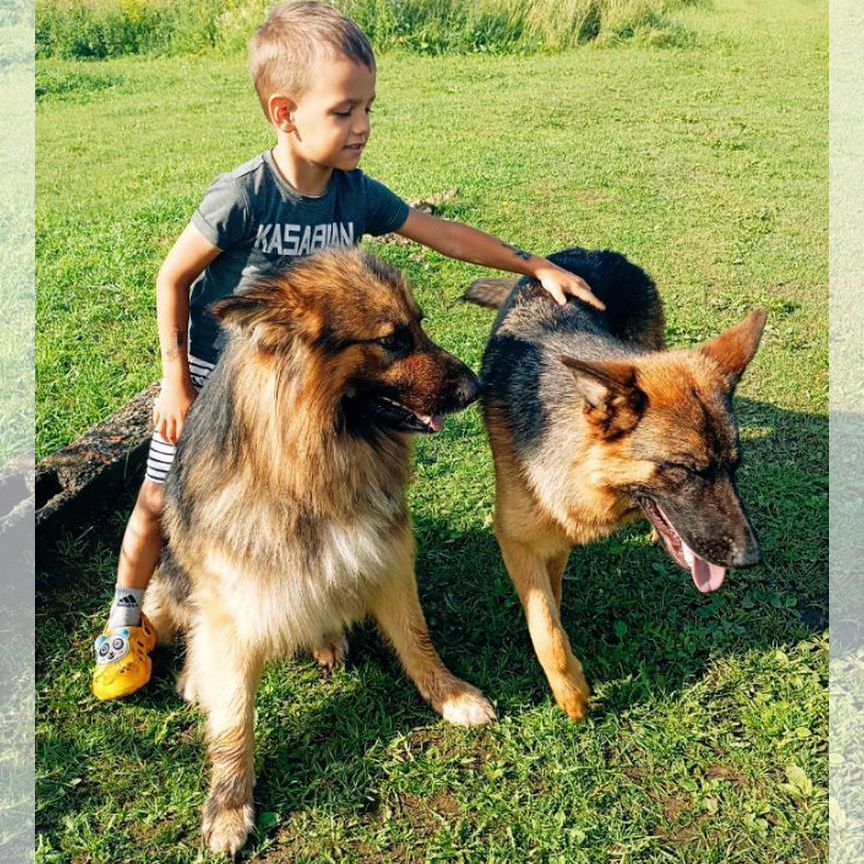 Немецкая овчарка, щенок