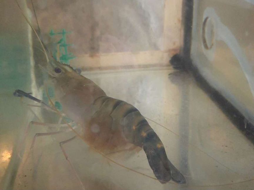 Креветки макробрахиум розенберге