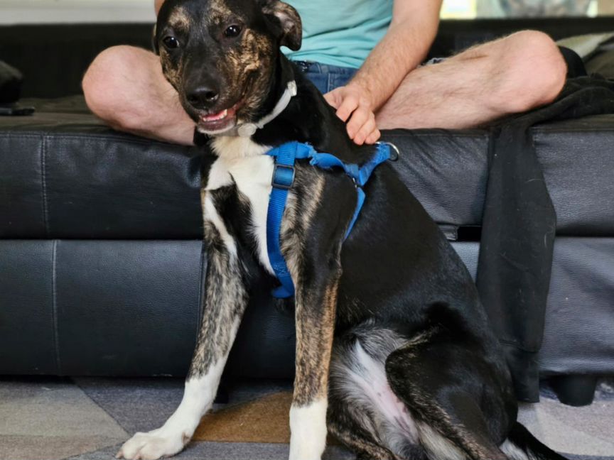 Шери ищет дом