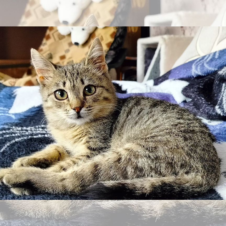 Котёнок в добрые руки