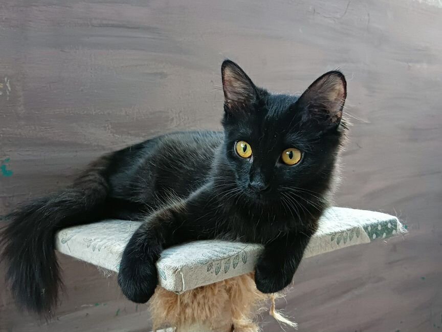 Супер Кошка Чернушка 6 месяцев