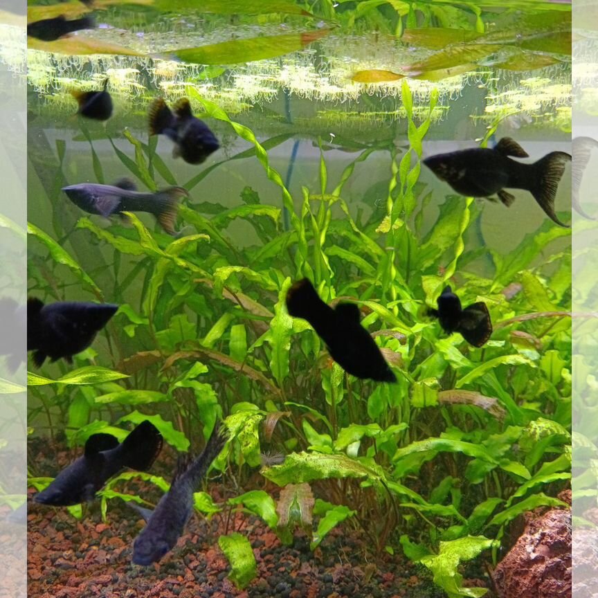 Моллинезия велифера