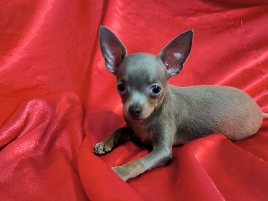 Той-терьер. лилово-подпалый красавчик