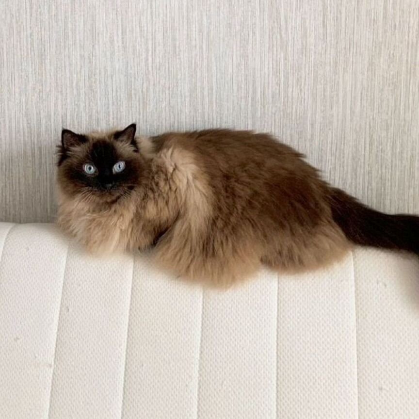 Кошечка ждет жениха
