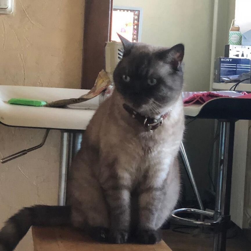 Кот