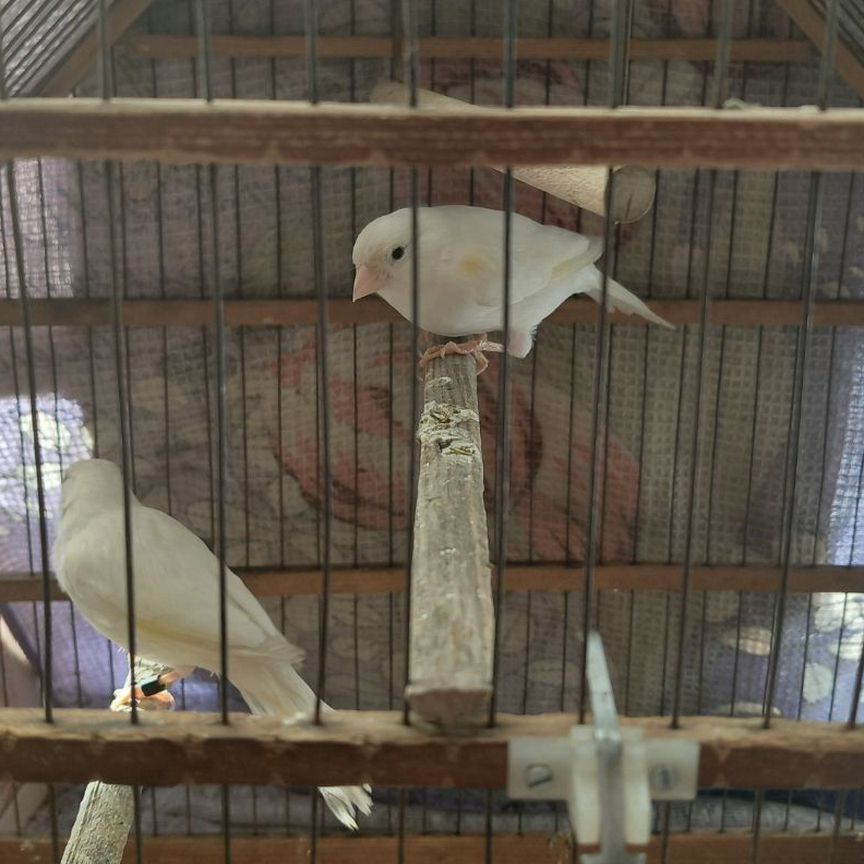 Кенарь и канарейка