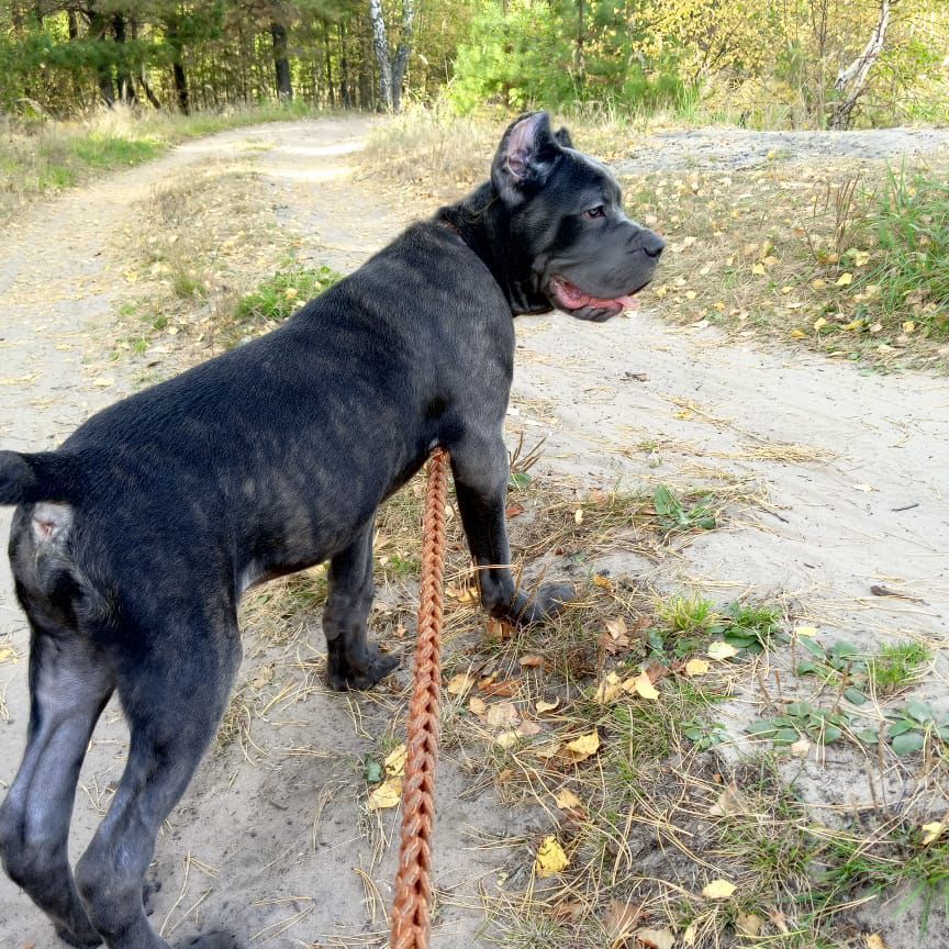 Щенки породы Кане Корсо