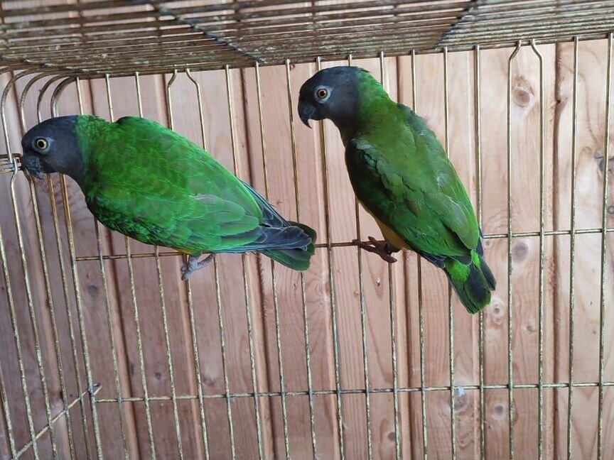 Сенегальские попугаи. Пара