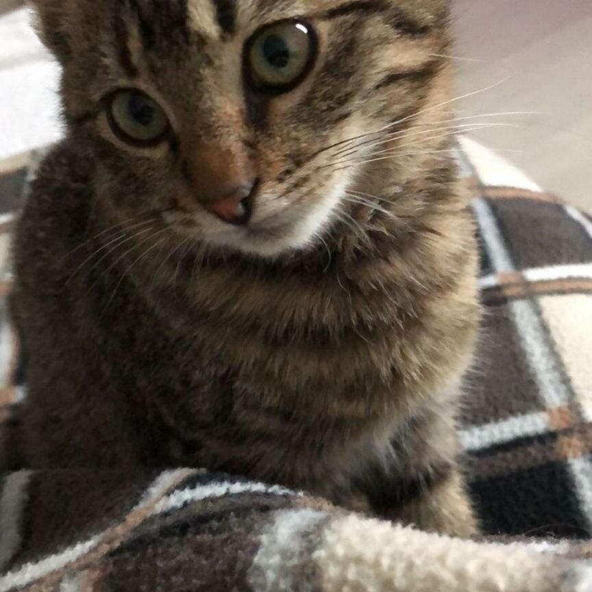 Котик Лео ищет дом