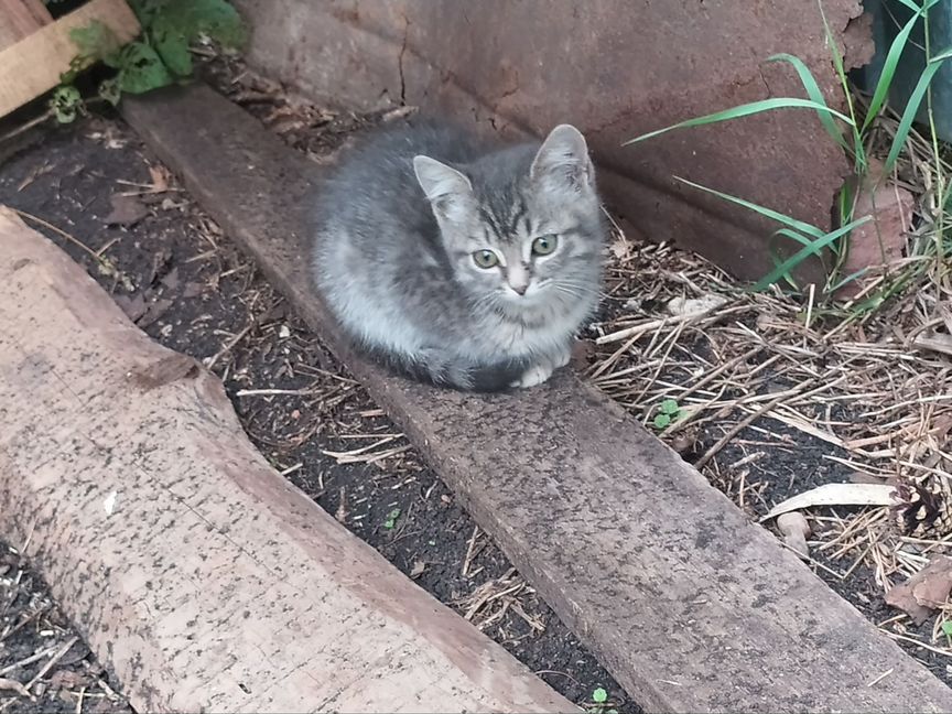 Котики мальчики и кошечки 1.5 месяца