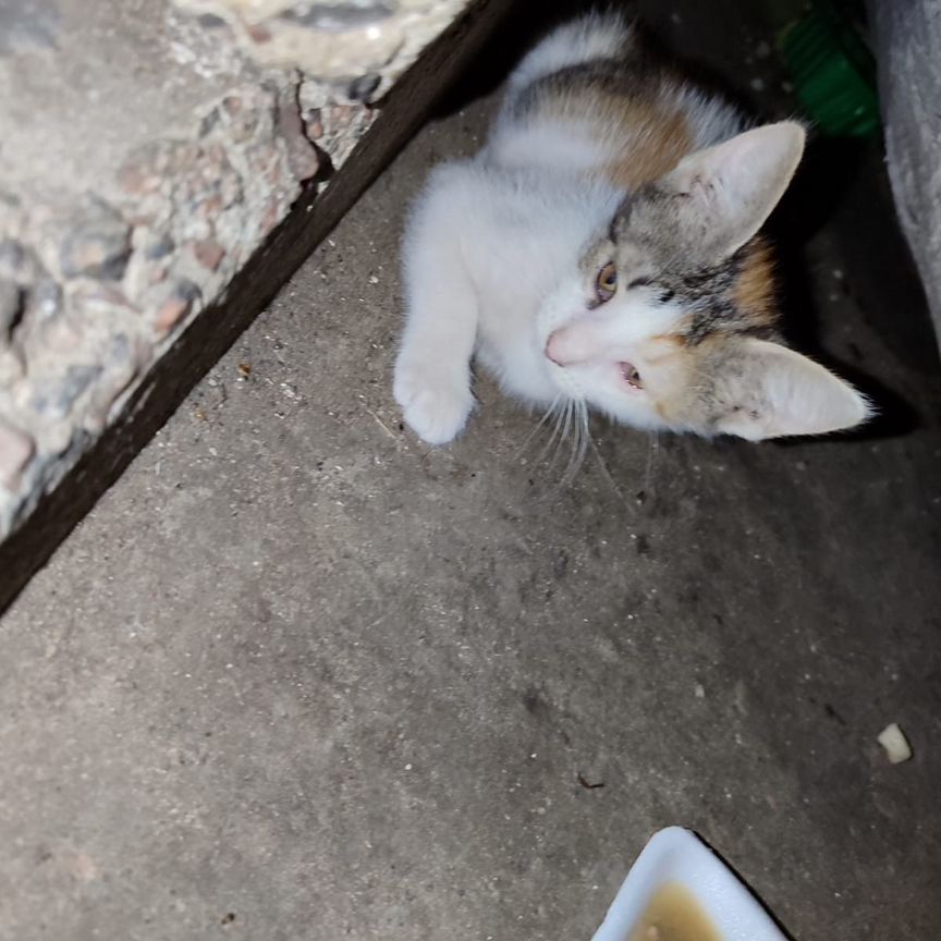 Маленький котенок умирает на улице