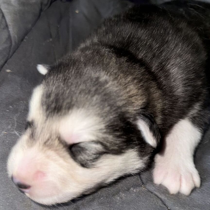 Породистые щенки.Мама-чистокр. Аляскинский маламут