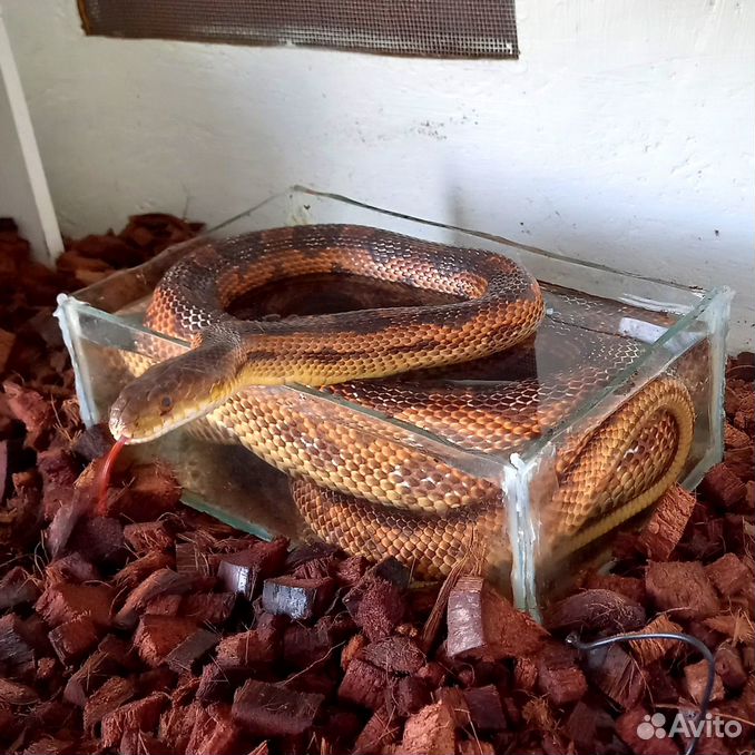 Змея полоз не яд Линдхамери обсолета