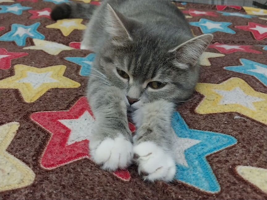 Кот в добрые руки бесплатно