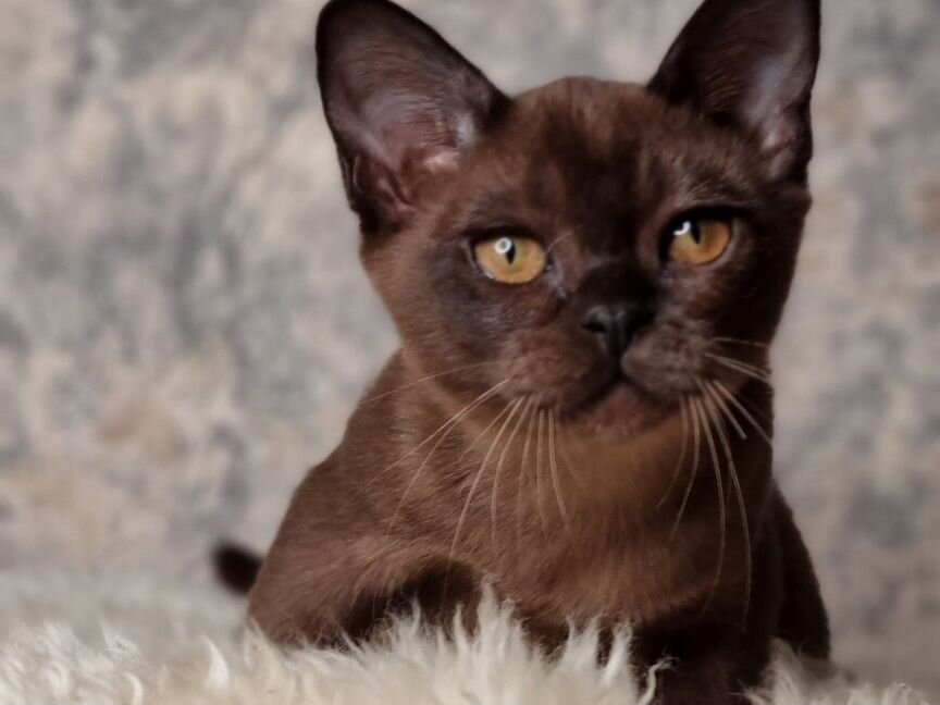 Бурманские котята