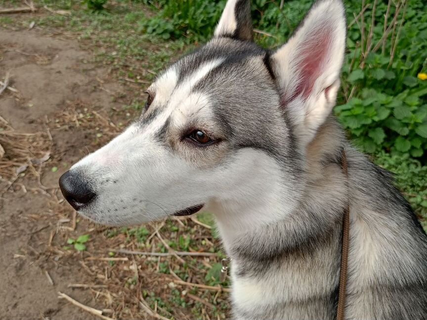 Щенок хаски подросток