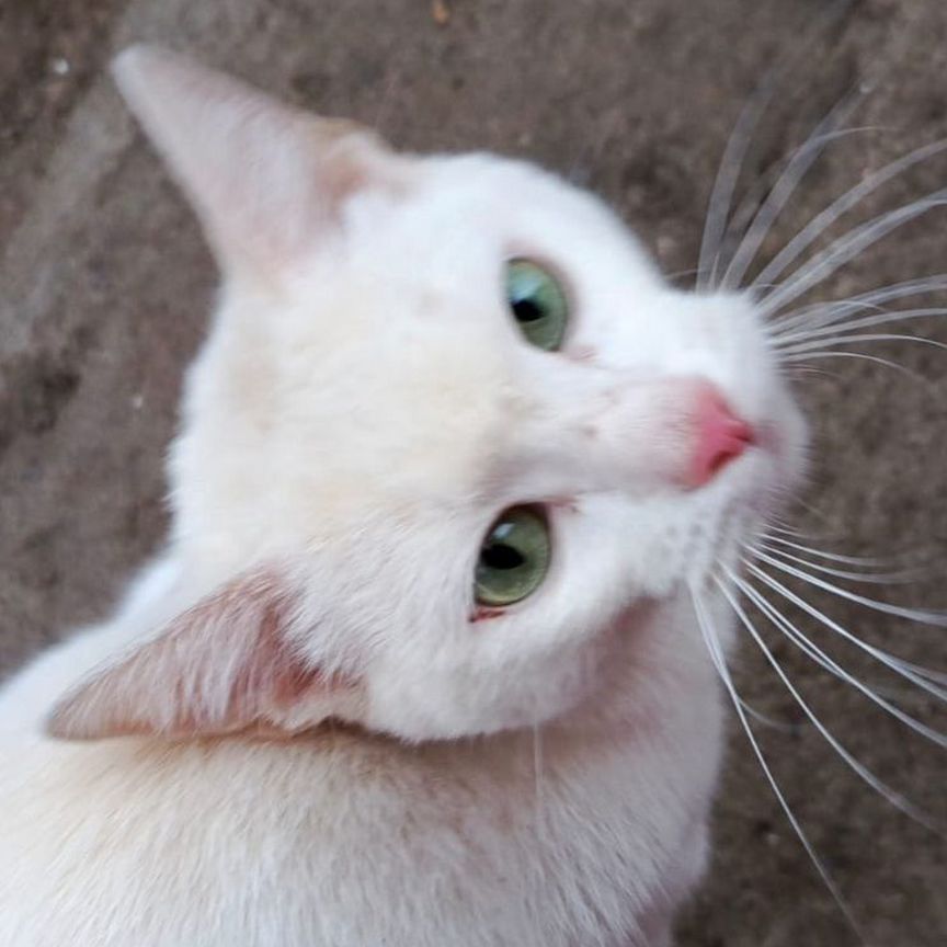 Белый кот с изумрудными глазами