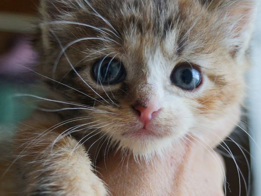 Котенок Китти в добрые руки