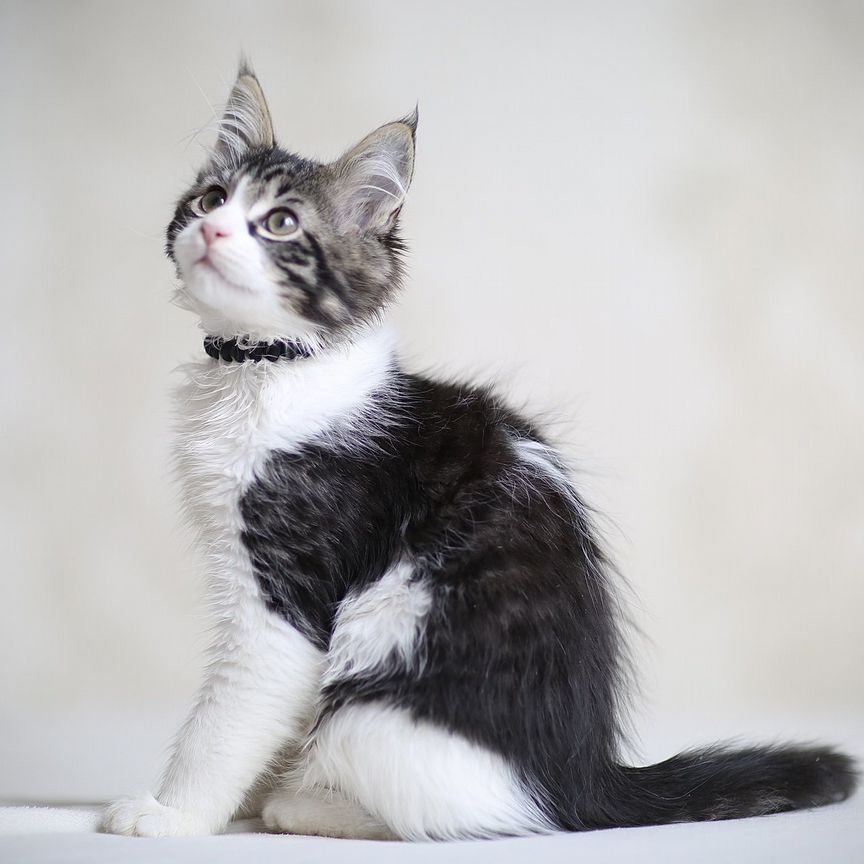 Котята мейн-кун