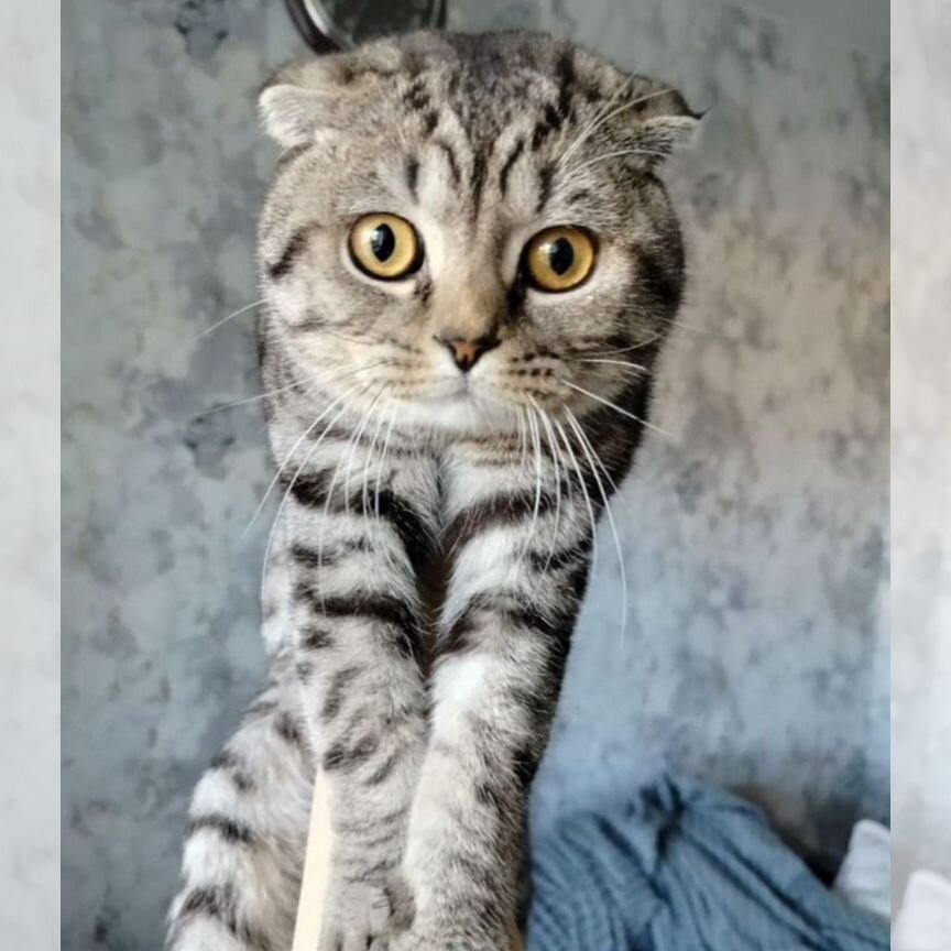 Шотландец котенок мальчик ищет дом